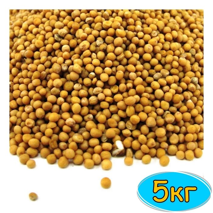 Горчичное семя желтое, зерна горчицы, Вегетарианский продукт, Vegan 5000 гр, 5 кг
