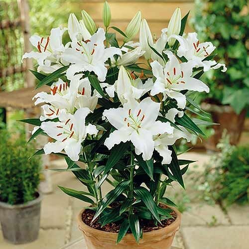 Лилия восточная Родолфа; Луковица, 2 шт.