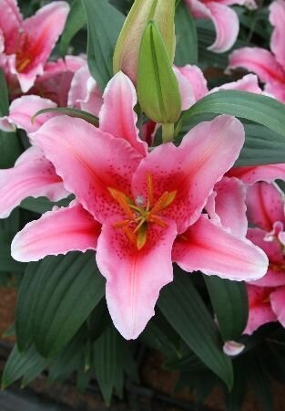 Лилия Стар Дример 1 шт.