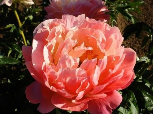 Пион Coral Supreme 1 шт.