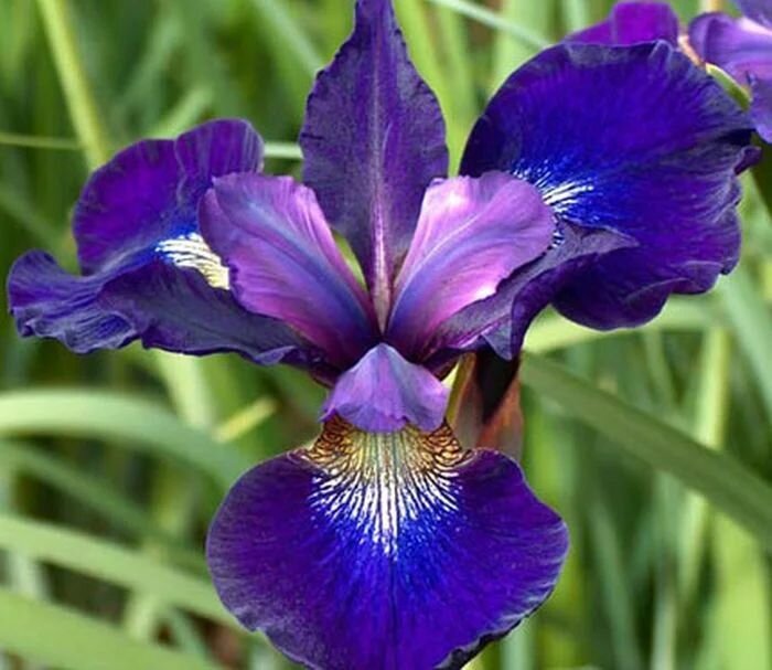 Ирис сибирский Теал Велвет луковицы, клубни, корни цветов