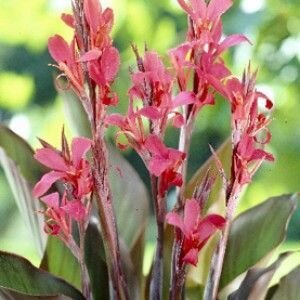 Канна Red Stripe 1 шт. луковицы, клубни, корни цветов