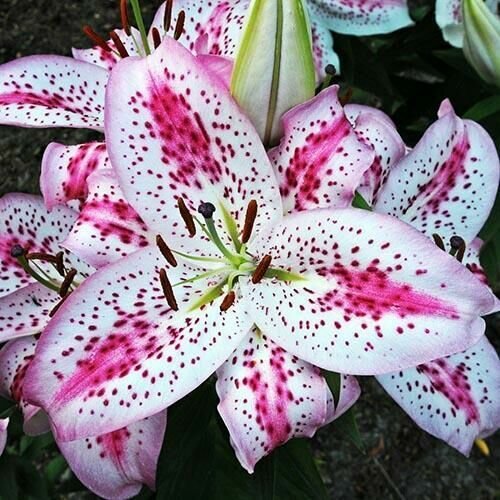 Лилия восточная Солюшн луковицы, клубни, корни цветов