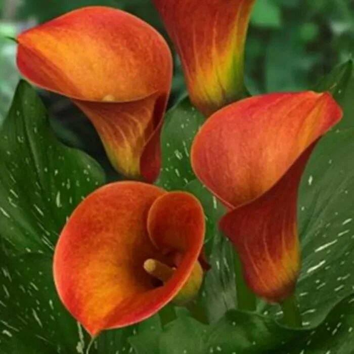 Калла Капитан Одеон 1шт