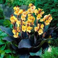 Канна Louis Cottin 1 шт. луковицы, клубни, корни цветов