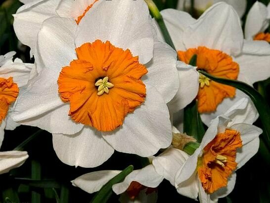 Нарцисс Профессор Эйнштейн 8 шт