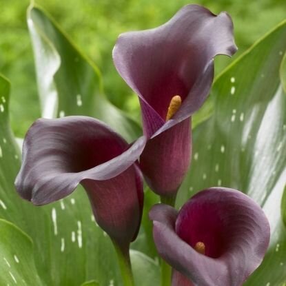 Калла Лас Вегас 1шт