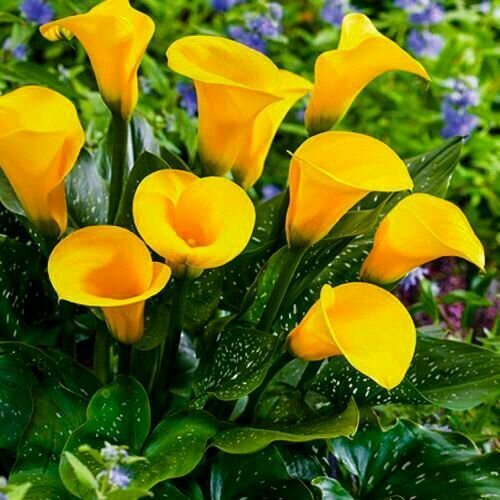 Калла Блэк Мэджик 1шт