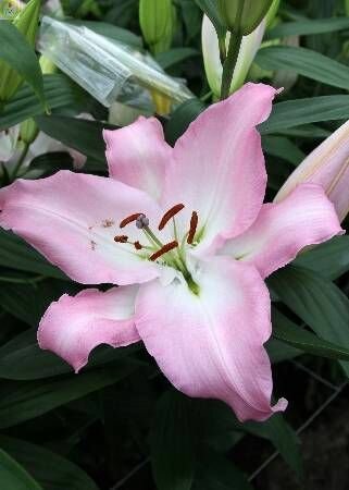 Лилия Бурлеска 5 шт луковицы, клубни, корни цветов