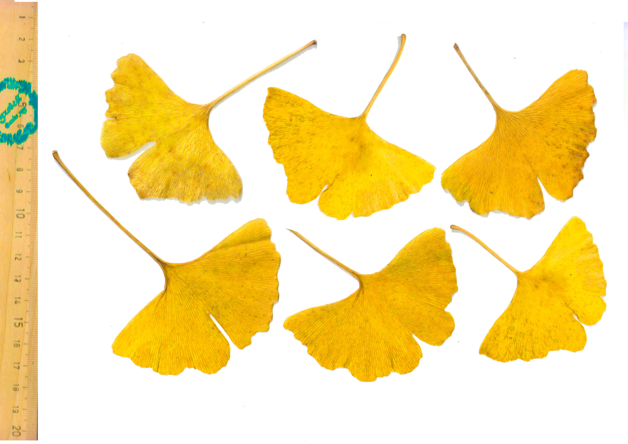 Гинкго билоба, стабилизированные листья для гальваники и барельефов, 10 шт