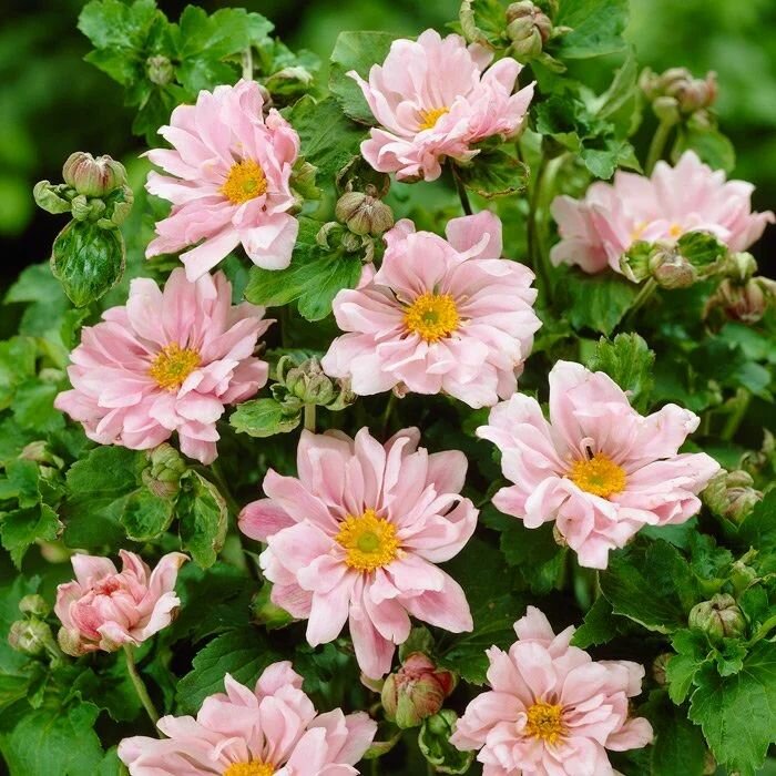 Анемона японская Кёнинг Шарлот 1шт