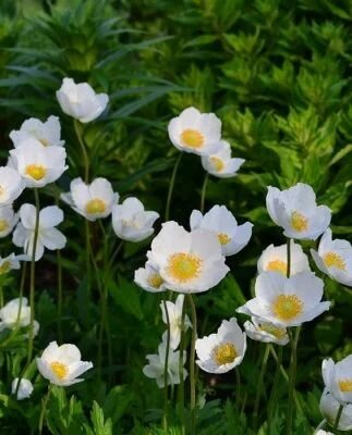 Анемона лесная 1шт