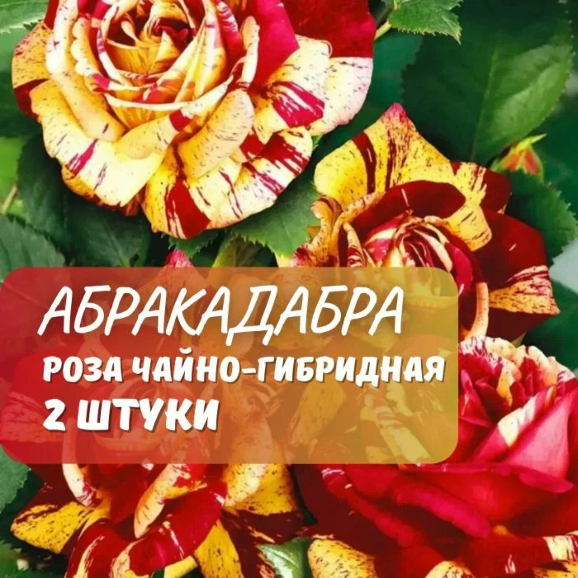 Роза чайно-гибридная Абракадабра (Abracadabra) / 2 шт, ароматная роза