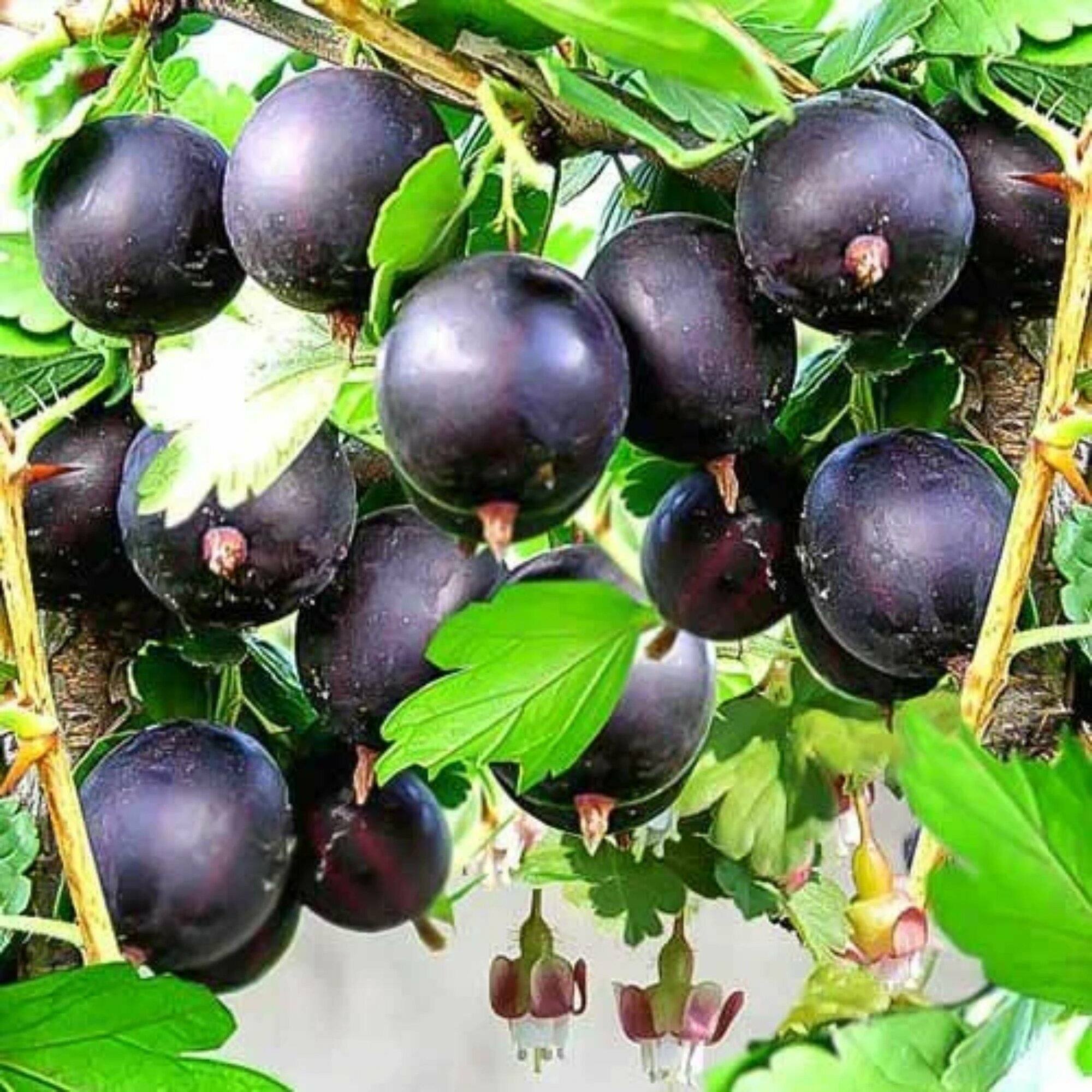 Крыжовник Черный Бархат / 1 шт, морозоустойчивый, высокоурожайный сорт