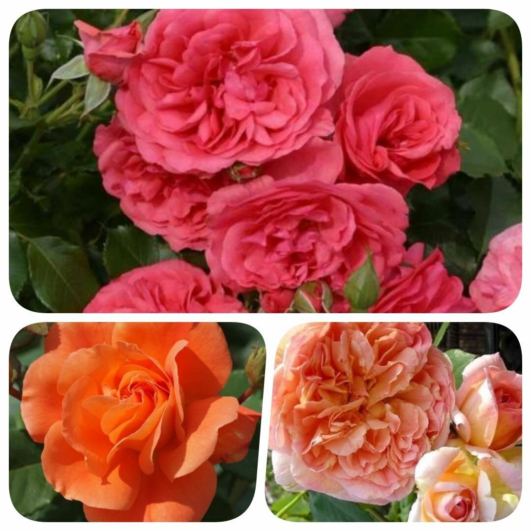 Комплект плетистых роз Папи 3 шт