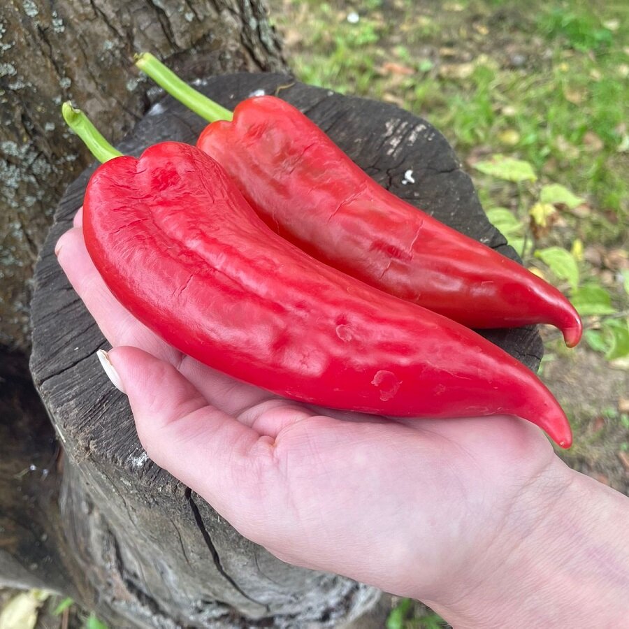 Семена Орешка Перец сладкий Капия гигант 5 ШТ