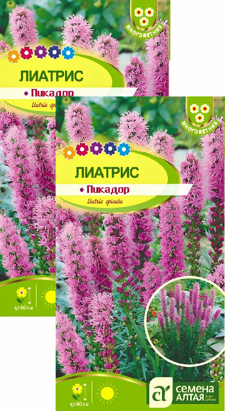 Семена Лиатрис Пикадор (0,1 г), 2 пакета, Агрофирма Семена Алтая