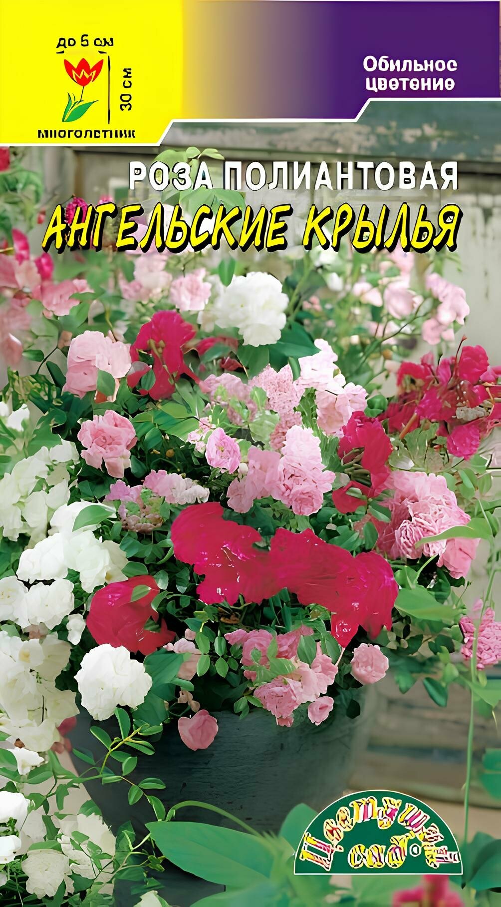 Семена Роза полиантовая Ангельские крылья (5 семян), Цветущий сад