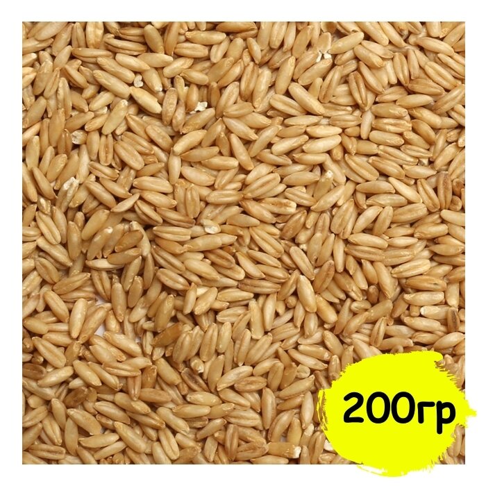 Овес (кубанский) для заваривания и проращивания, Микрозелень для проращивания 200 гр