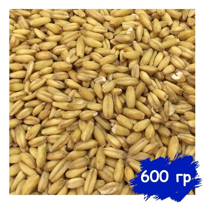 Овес (кубанский) для заваривания и проращивания, Микрозелень для проращивания 600 гр