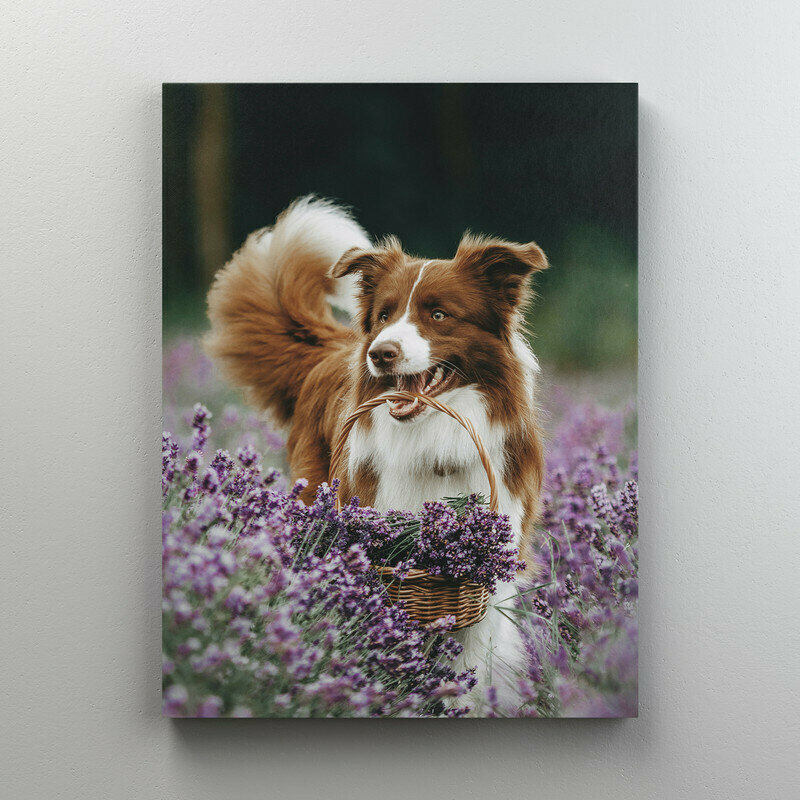Интерьерная картина на холсте "Красивая овчарка в лавандовом поле" размер 45x60 см