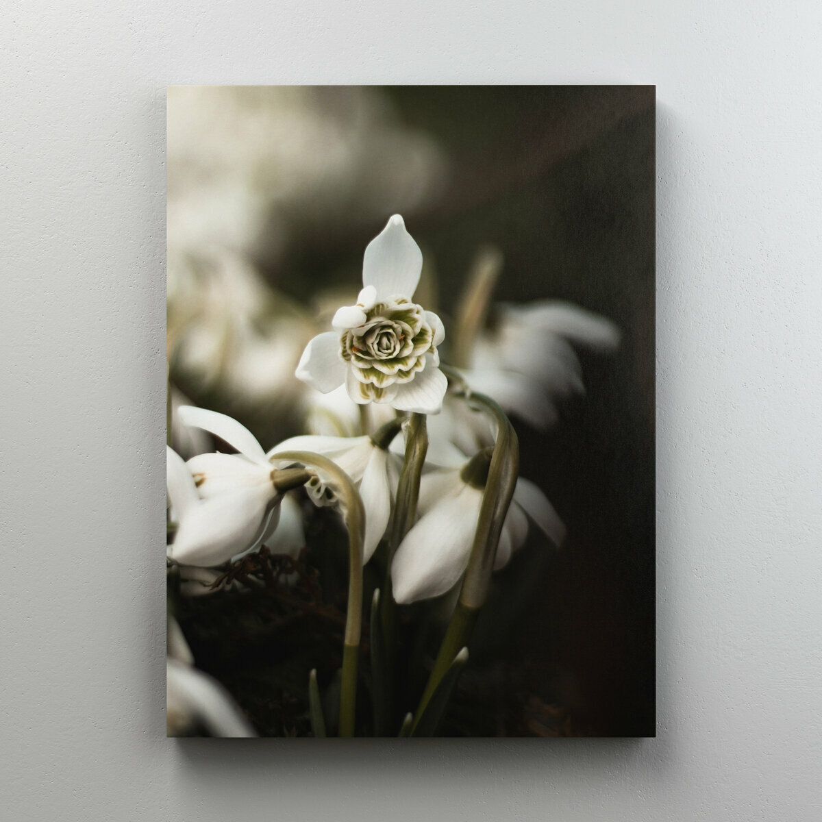 Интерьерная картина на холсте "Весенний подснежник" растения, размер 45x60 см