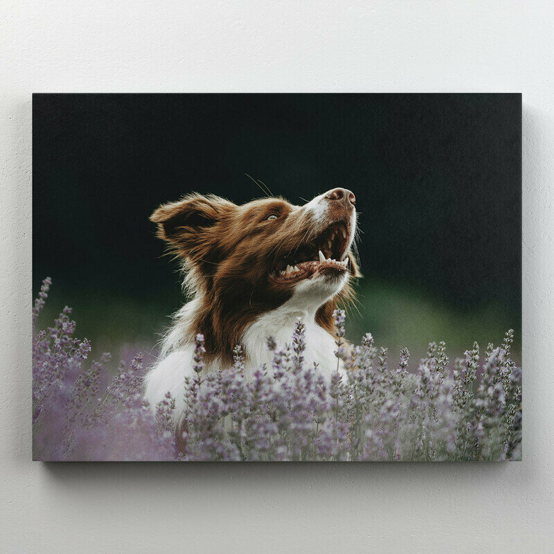 Интерьерная картина на холсте "Счастливая собака в поле" размер 40x30 см