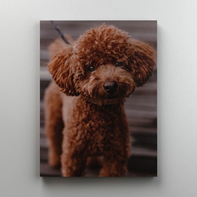 Интерьерная картина на холсте "Щенок Пудель" размер 45x60 см