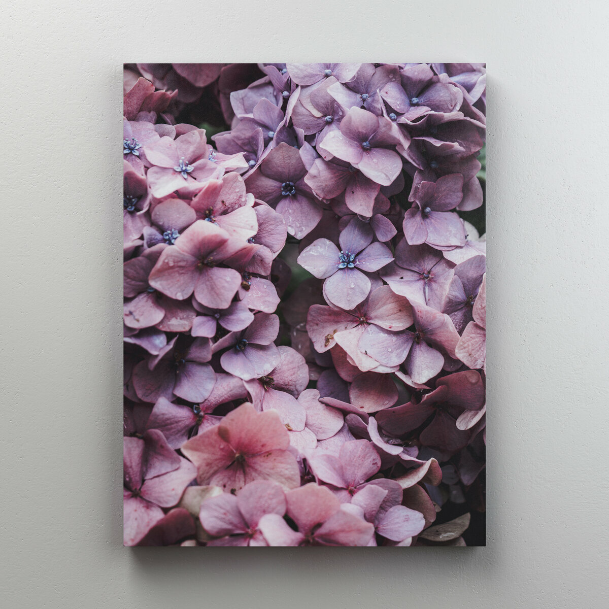 Интерьерная картина на холсте "Розовая гортензия" растения, размер 30x40 см