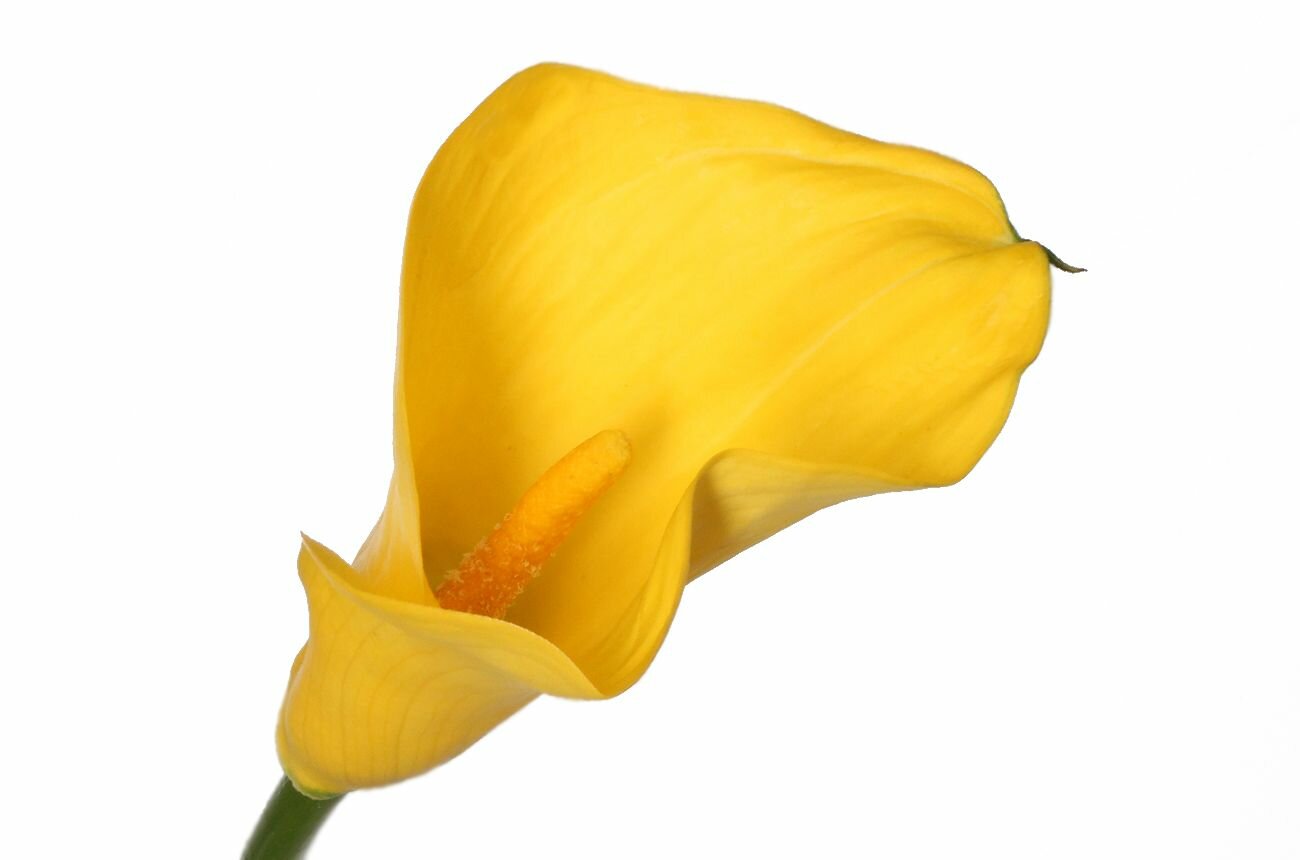 Калла Millenium Gold 1шт