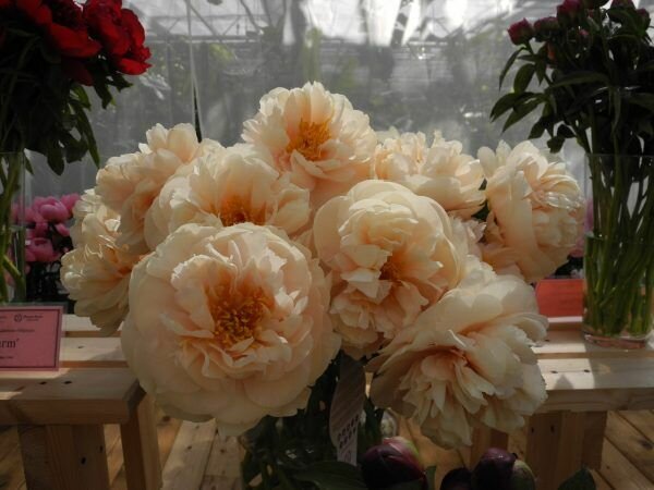 Пион Пастелеганс 1 шт