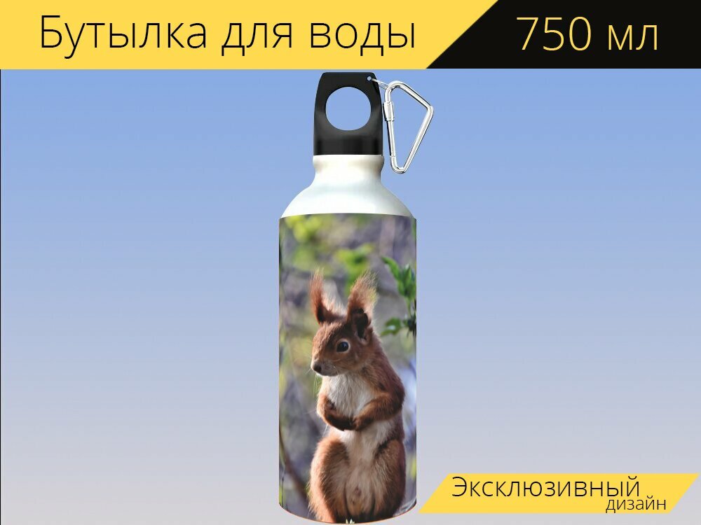 Бутылка фляга для воды "Белка, дубовый котенок, грызун" 750 мл. с карабином и принтом