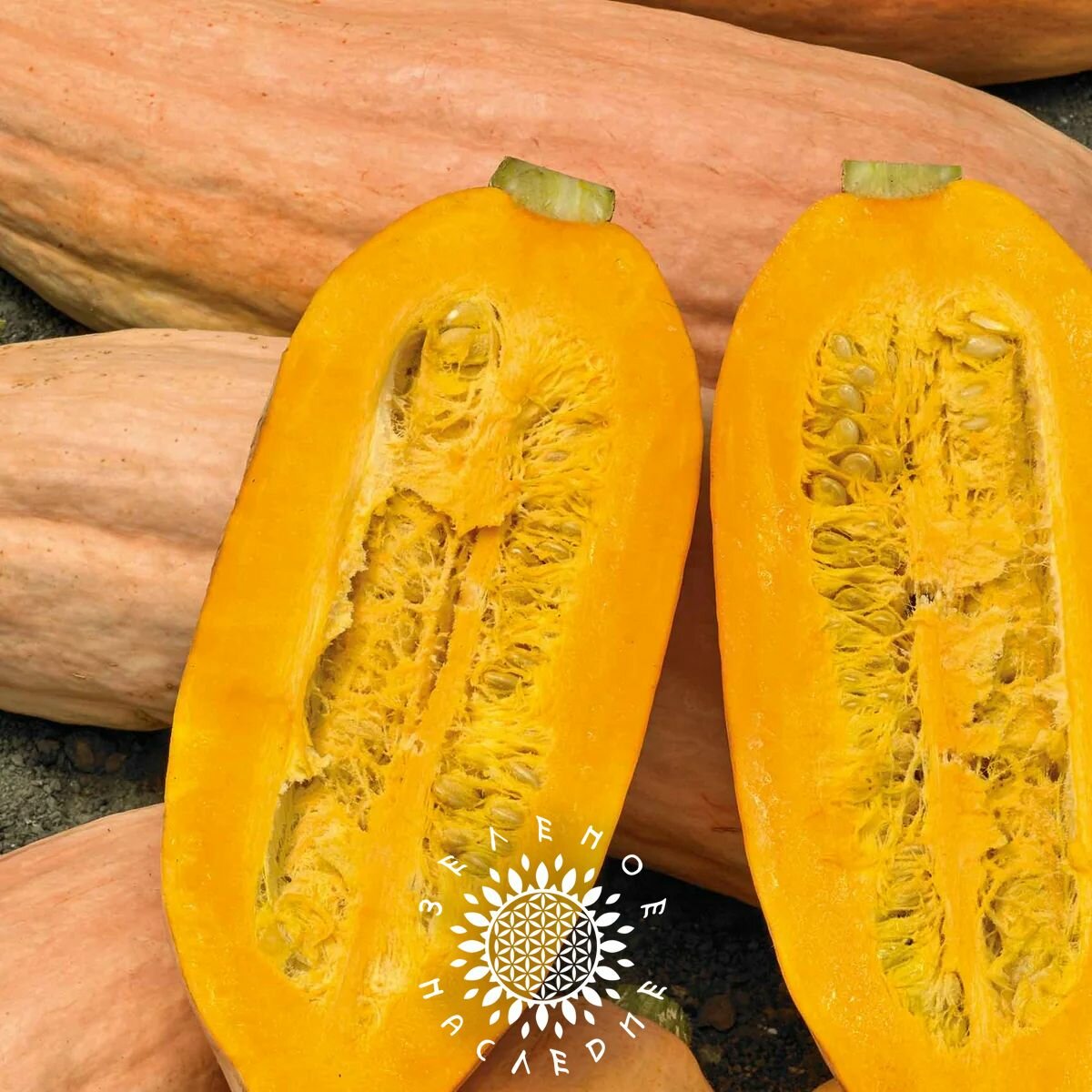 Семена Тыква Pink Banana Jumbo - Гигантский розовый банан (лат. Cucurbita pepo maxima) 5шт