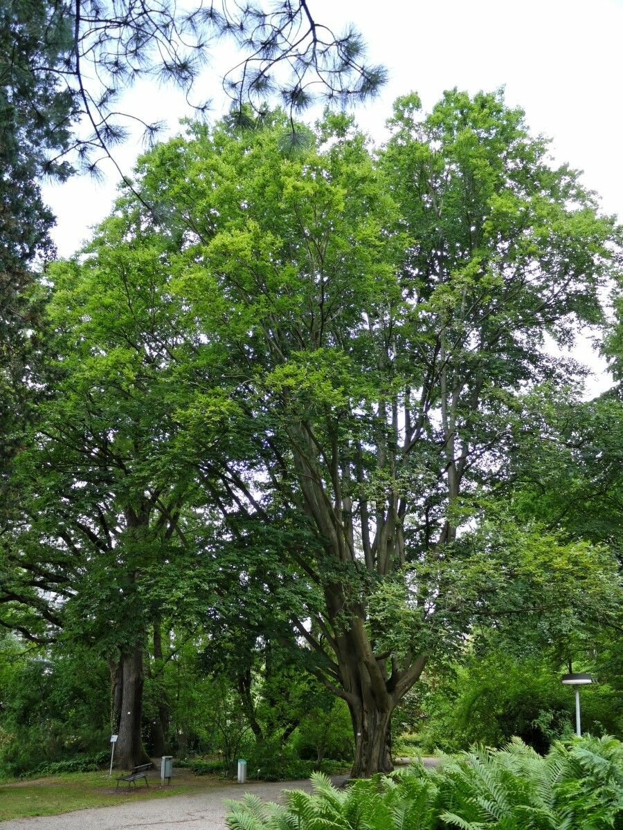 Семена Бук восточный (Fagus orientalis), 5 штук