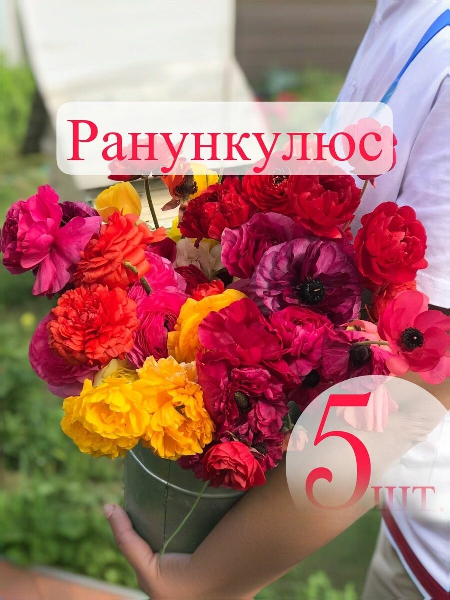 Ранункулюс многолетний луковицы Смесь окрасок, 5 луковиц
