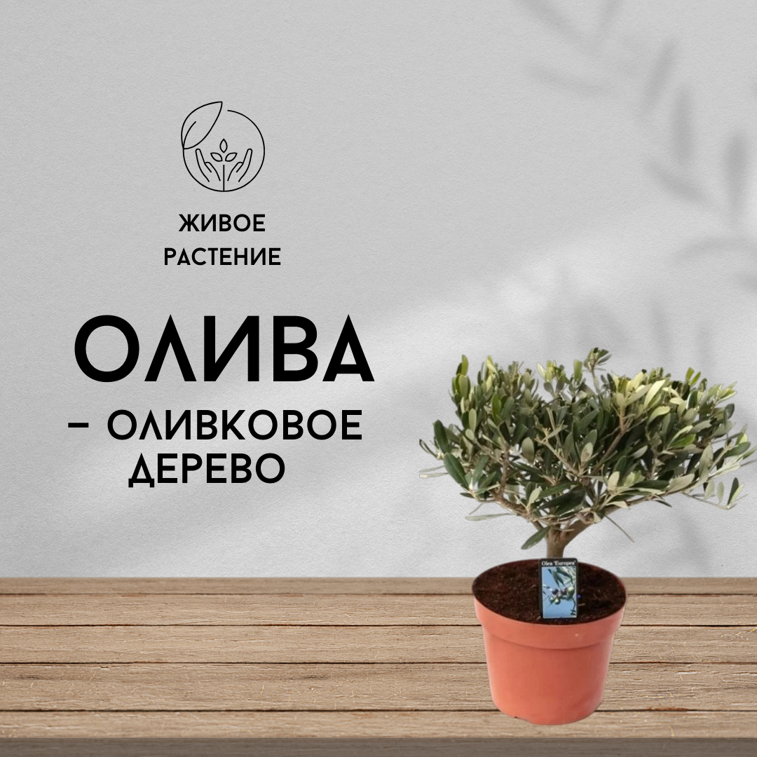Дерево олива в горшке — купить по низкой цене на Яндекс Маркете