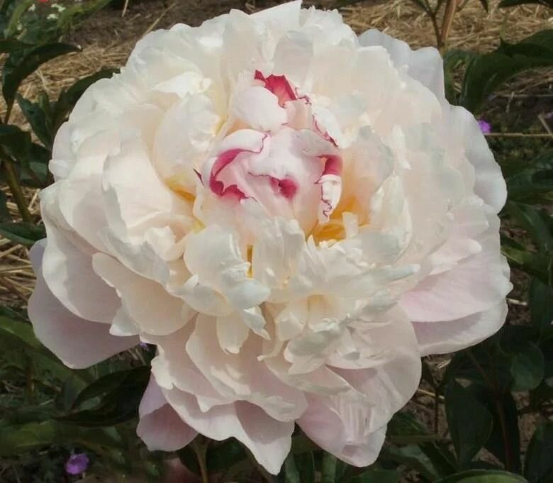 Пион Вог 1шт