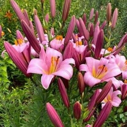 Лилия Пинк Планет 1 шт