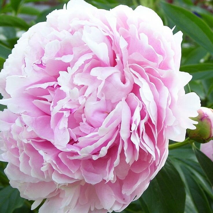 Пион Пинк Суприм 1 шт