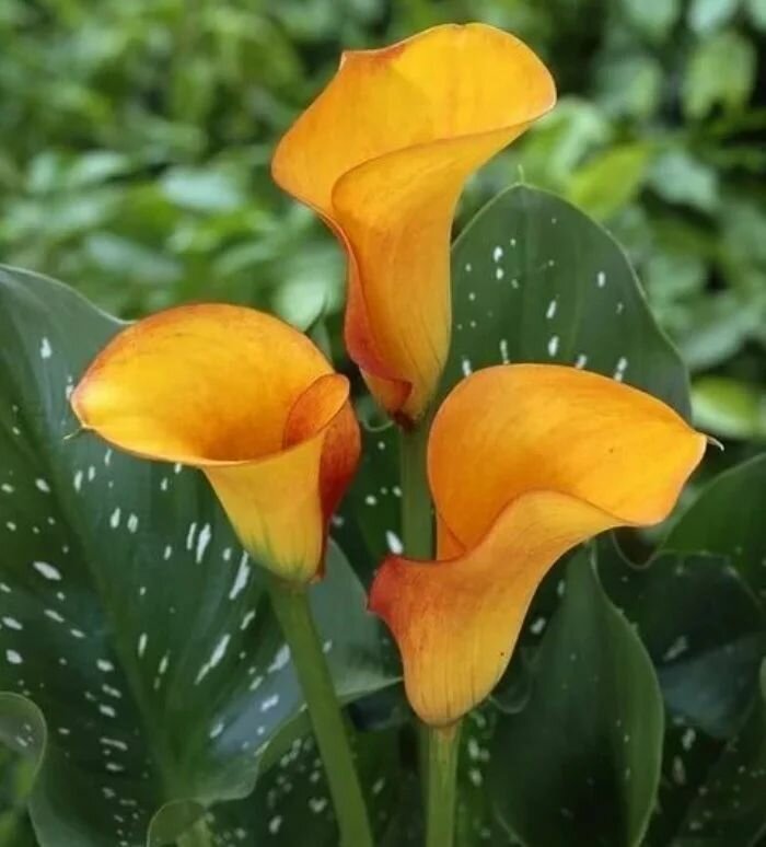 Калла Хот Шот 1шт