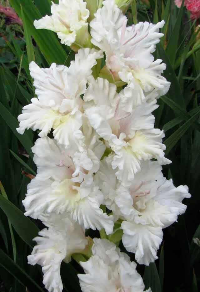 Гладиолус Моя Беларусь 1 шт