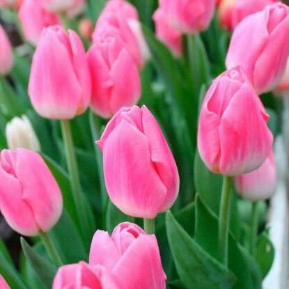 Тюльпан Династия 5 шт.