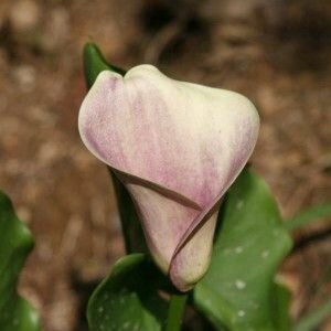 Калла Капитан Клун 1шт