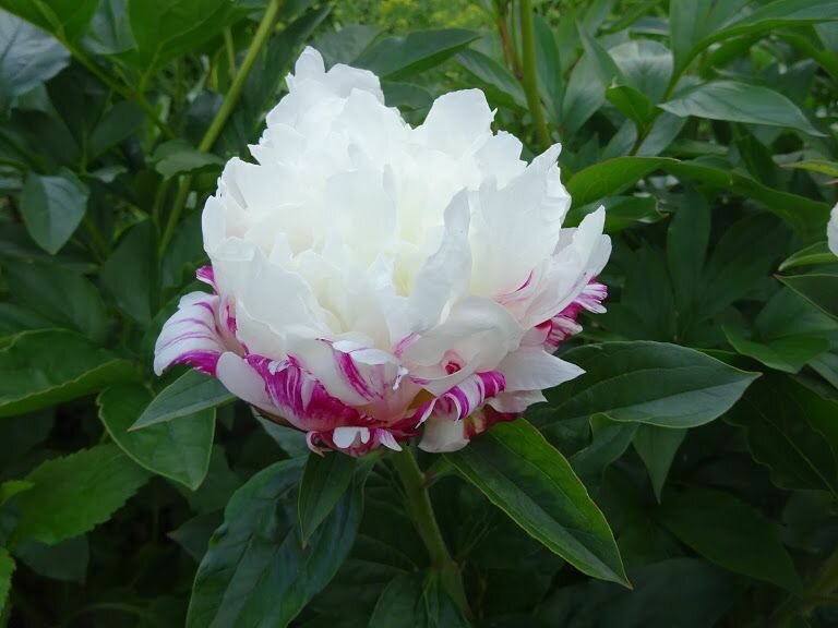 Пион Eskimo Pie 1 шт.