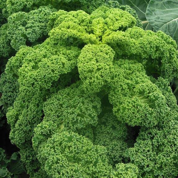 Капуста листовая зеленое кружево, 0,1гр (0,1 гр.), Агрофирма Поиск, Россия