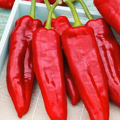 Коллекционные семена перца сладкого Сивирия