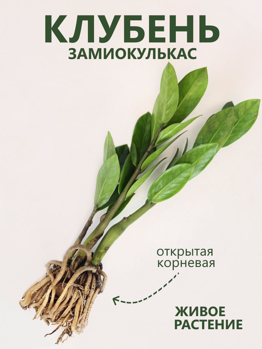 Замиокулькас Клубень с корневой системой цветок живой, 1 шт
