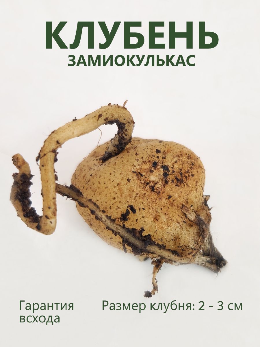 Замиокулькас Клубень цветок живой, 1 шт
