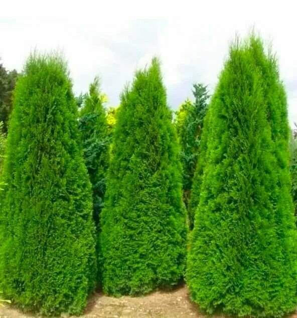 Туя западная Смарагд 3 штуки