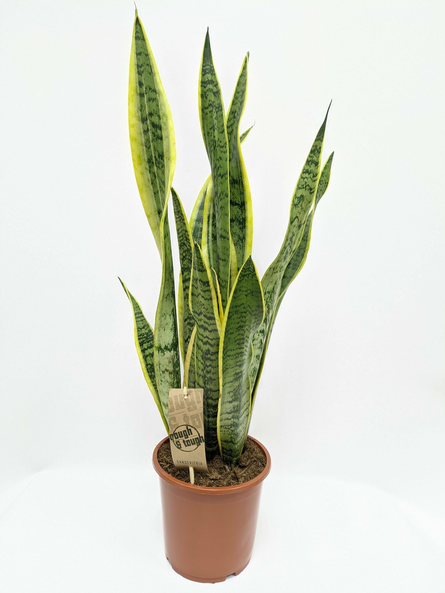Сансеверия Лаурентия, диаметр горшка 17см, высота 60-70см